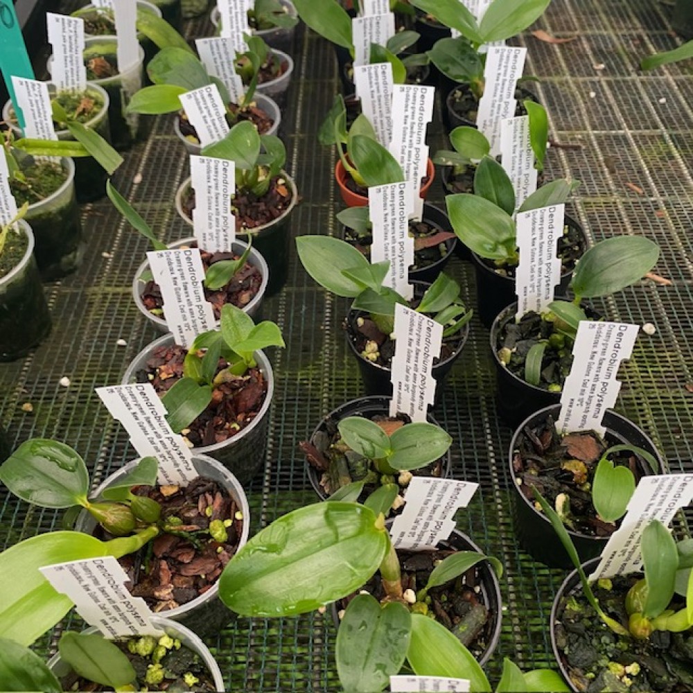 Dendrobium polysema