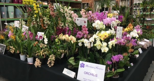 Gordale Show-600x315w.jpg
