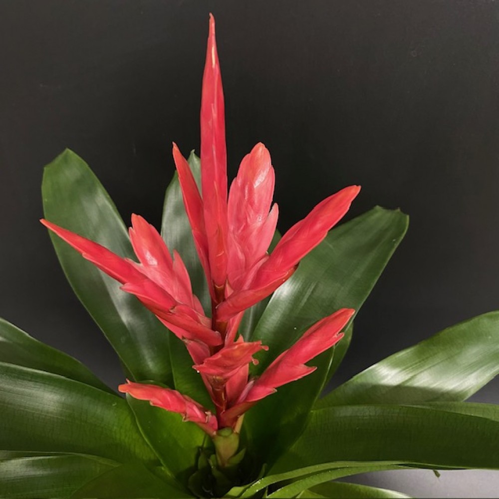 Vriesea Red
