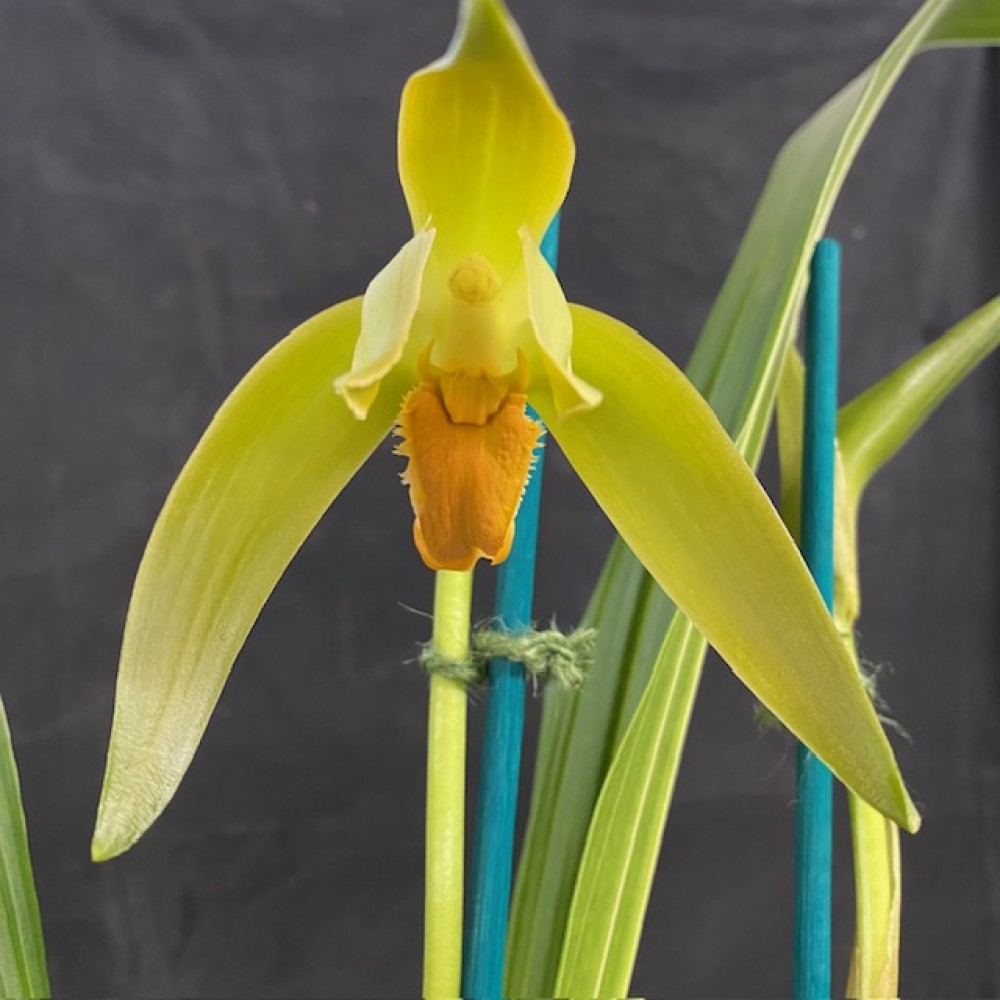 Ida costata
