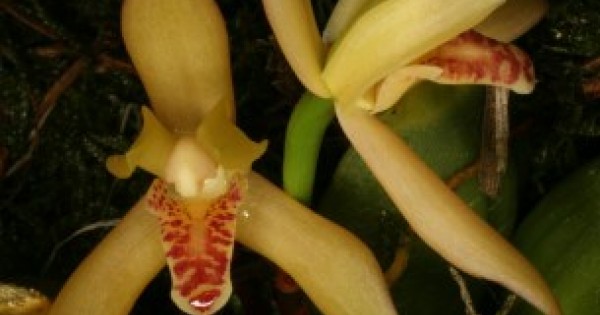 Maxillaria rufescens
