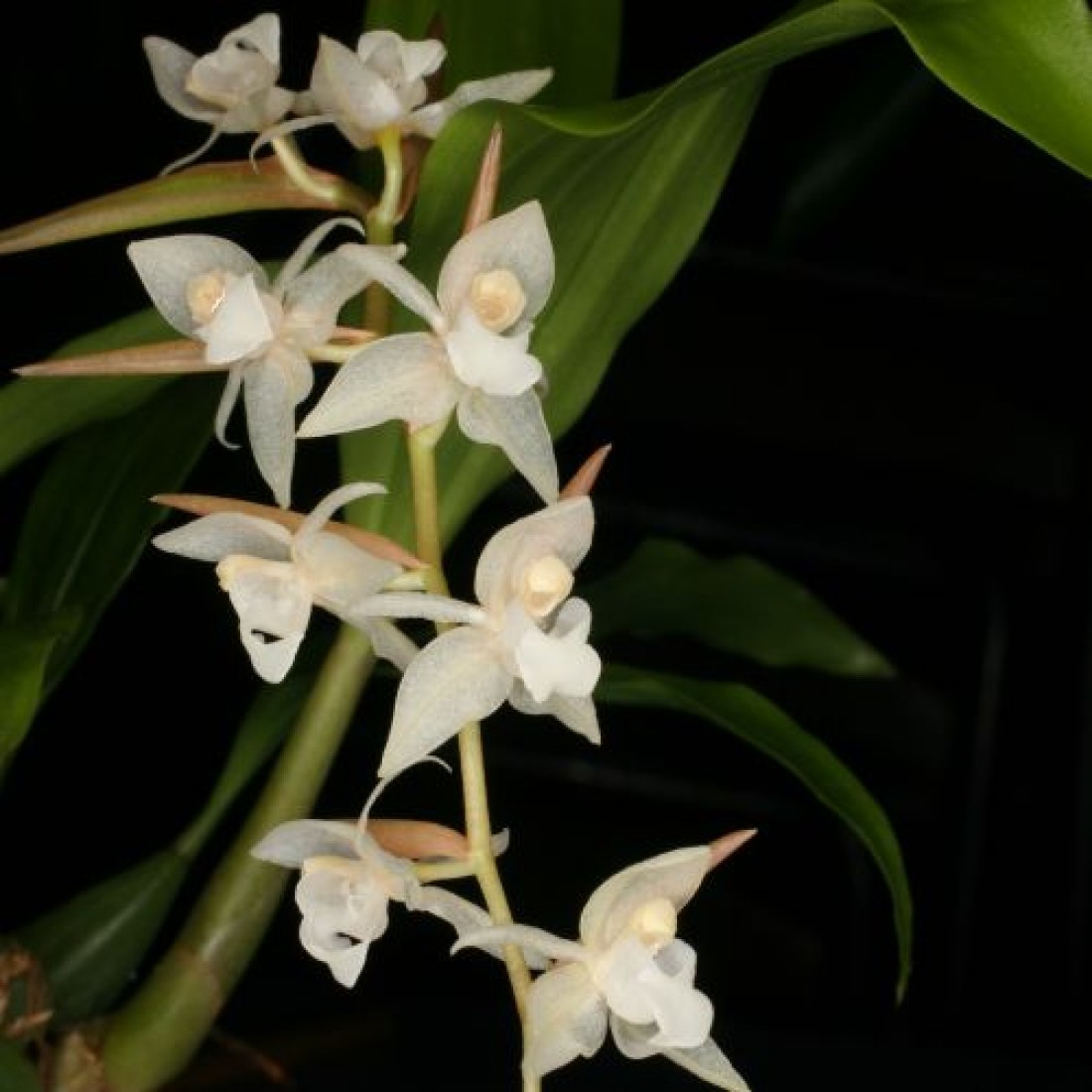 Pholidota chinensis