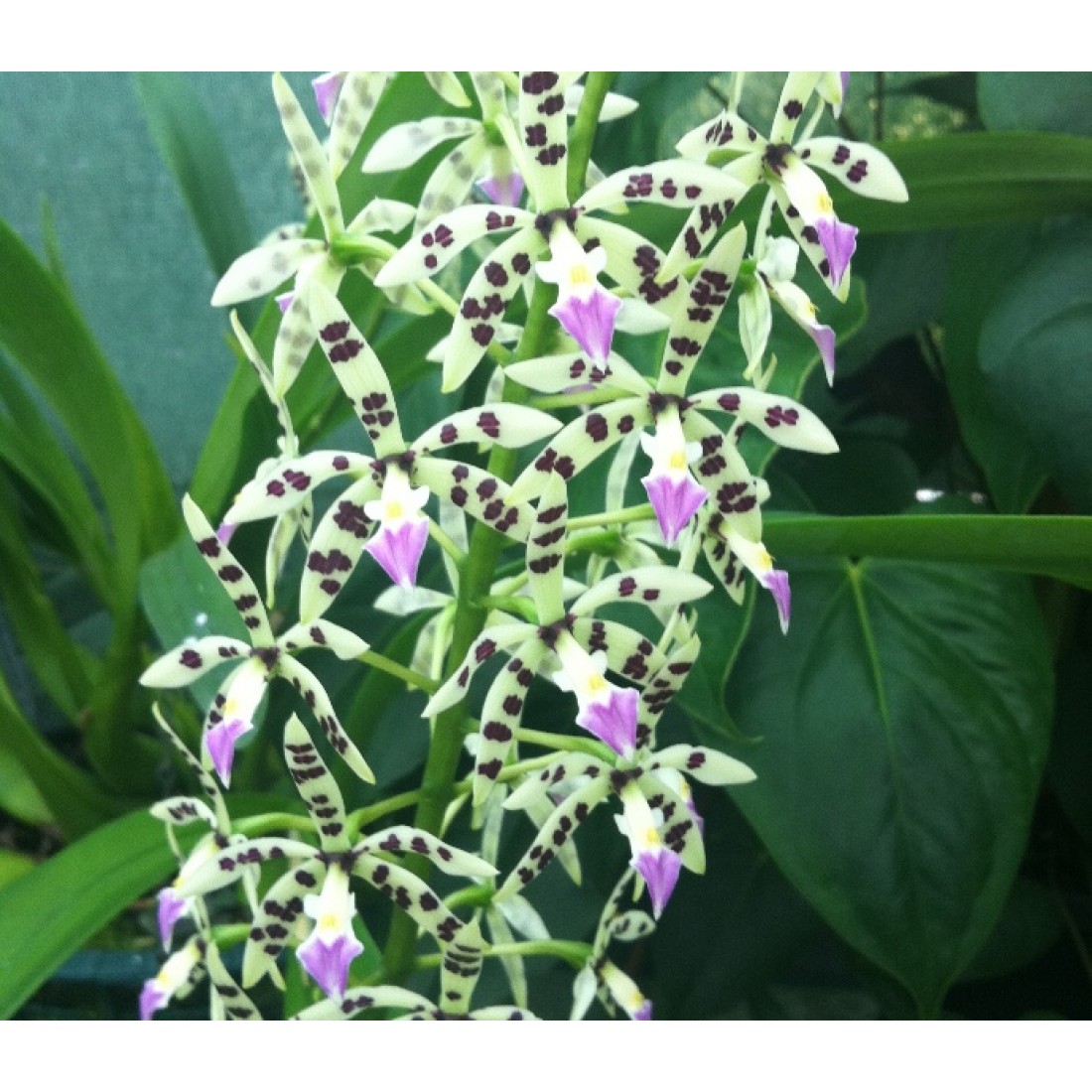 Prosthechea prismatocarpa