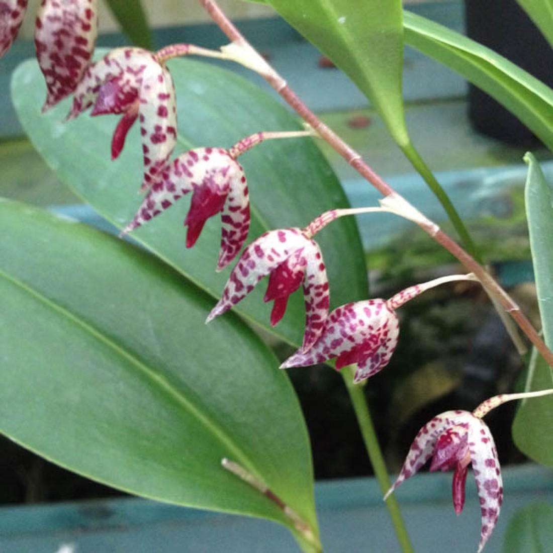 Pleurothallis restrepioides